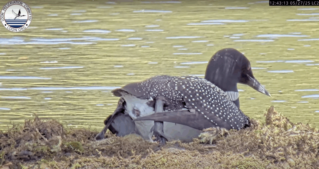 Video - First Egg Laid! - LPC Loon Nest Cam2 - SPO